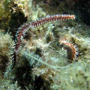 The Leading Coral Protection Dip - Coral RX